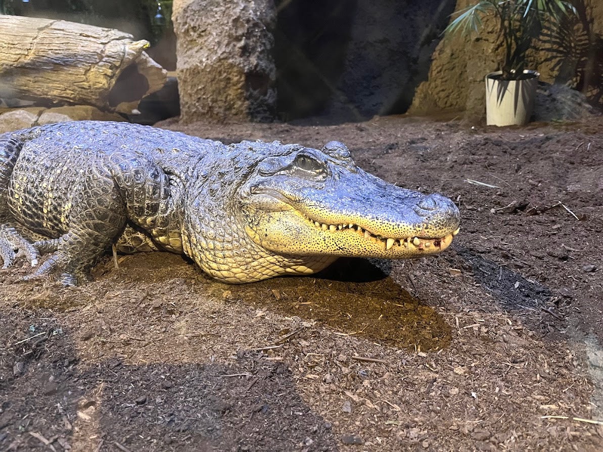 New Hampshire’s only alligator exhibit just opened in Glen