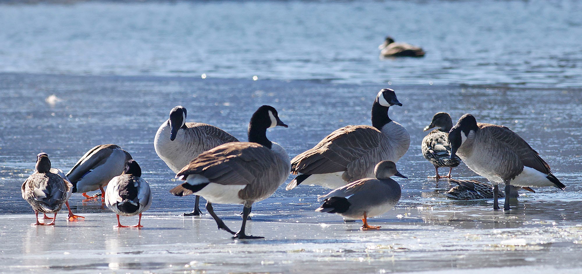 Officials: Bird flu spreading in state, but cases still low in Central ...