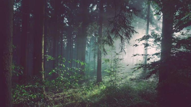 6 Common Trees Every Northeastern Wilderness Survivalist Should Know