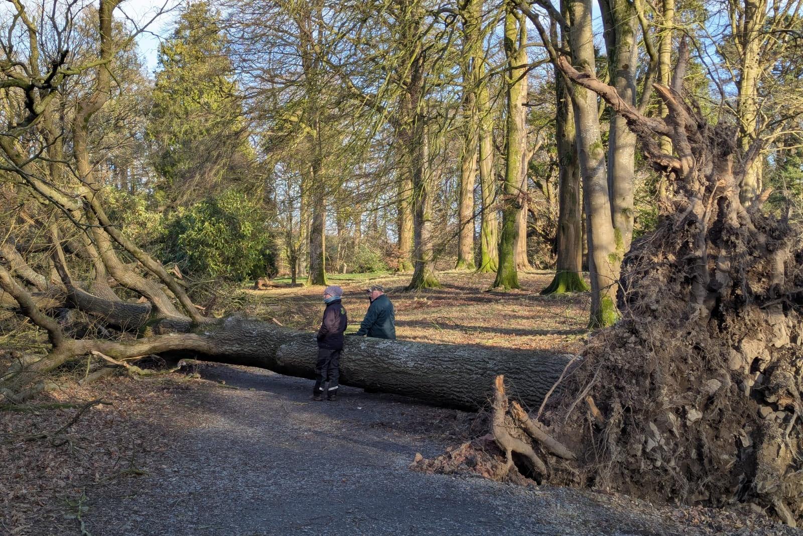 Heartbreaking scenes as Mount Stewart loses 10,000 trees to Storm Eowyn ...