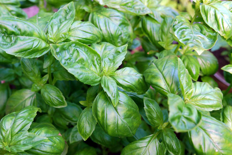 How to Prune Basil for a More Abundant Harvest, According to Gardening ...