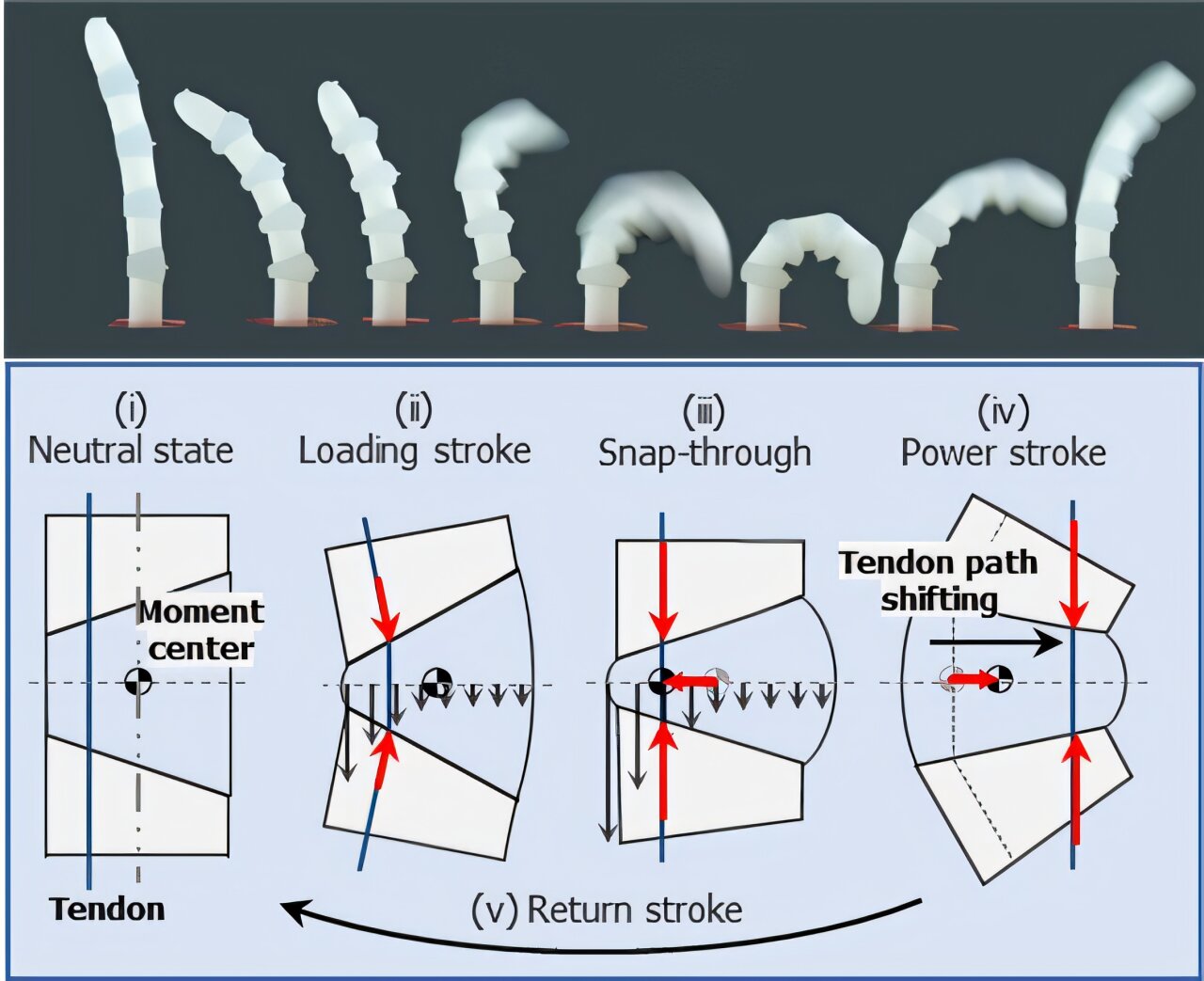 Soft robots mimic mantis shrimp's punch and flea's leap for added power