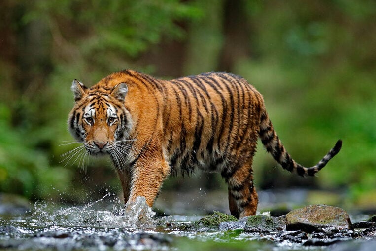 The Most Fearless Wild Animals That Take Down Prey Twice Their Size