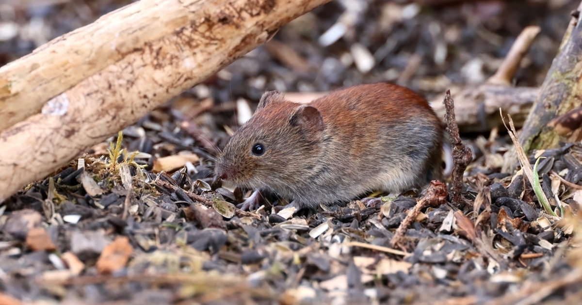 Scientists Have Created a Mouse with Two Fathers in Groundbreaking ...