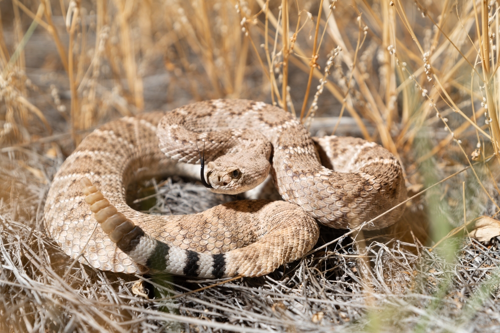 9 Desert Creatures You Should Never Mess With in Arizona