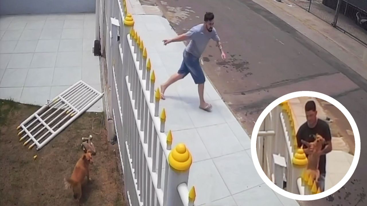 Man's hilarious attempt to wrangle escaping dogs devolves into utter chaos