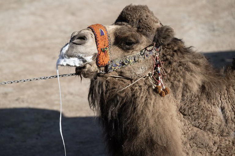 Milk from unlikely animal could be a healthier alternative to cow’s dairy