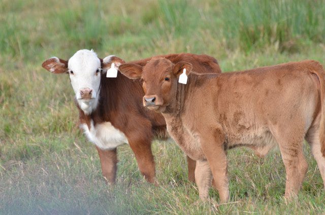 Bovine TB found in Michigan beef cattle herd. Where officials found the ...