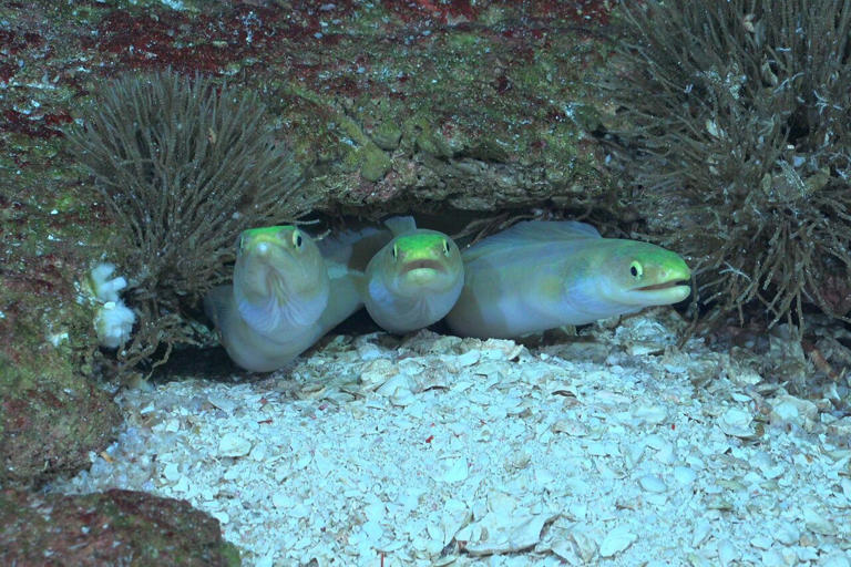 Art meets science: See the first detailed illustration of an ancient ...