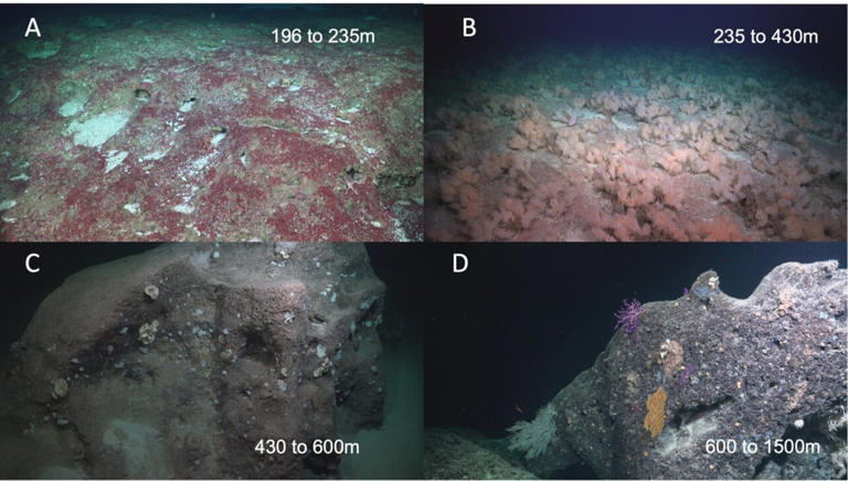 Art meets science: See the first detailed illustration of an ancient ...