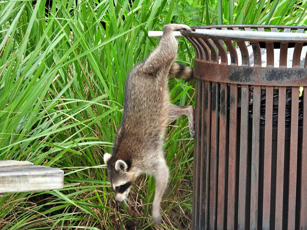 Before You Get a Pet Raccoon: 10 Facts That’ll Make You Think Twice