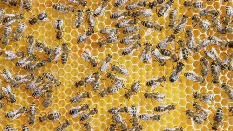 How Many Bees Does It Take To Make A Jar Of Honey?