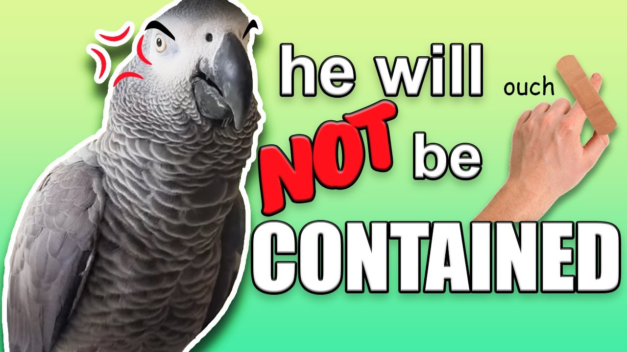 Parrot Harness Training Gone Wrong!