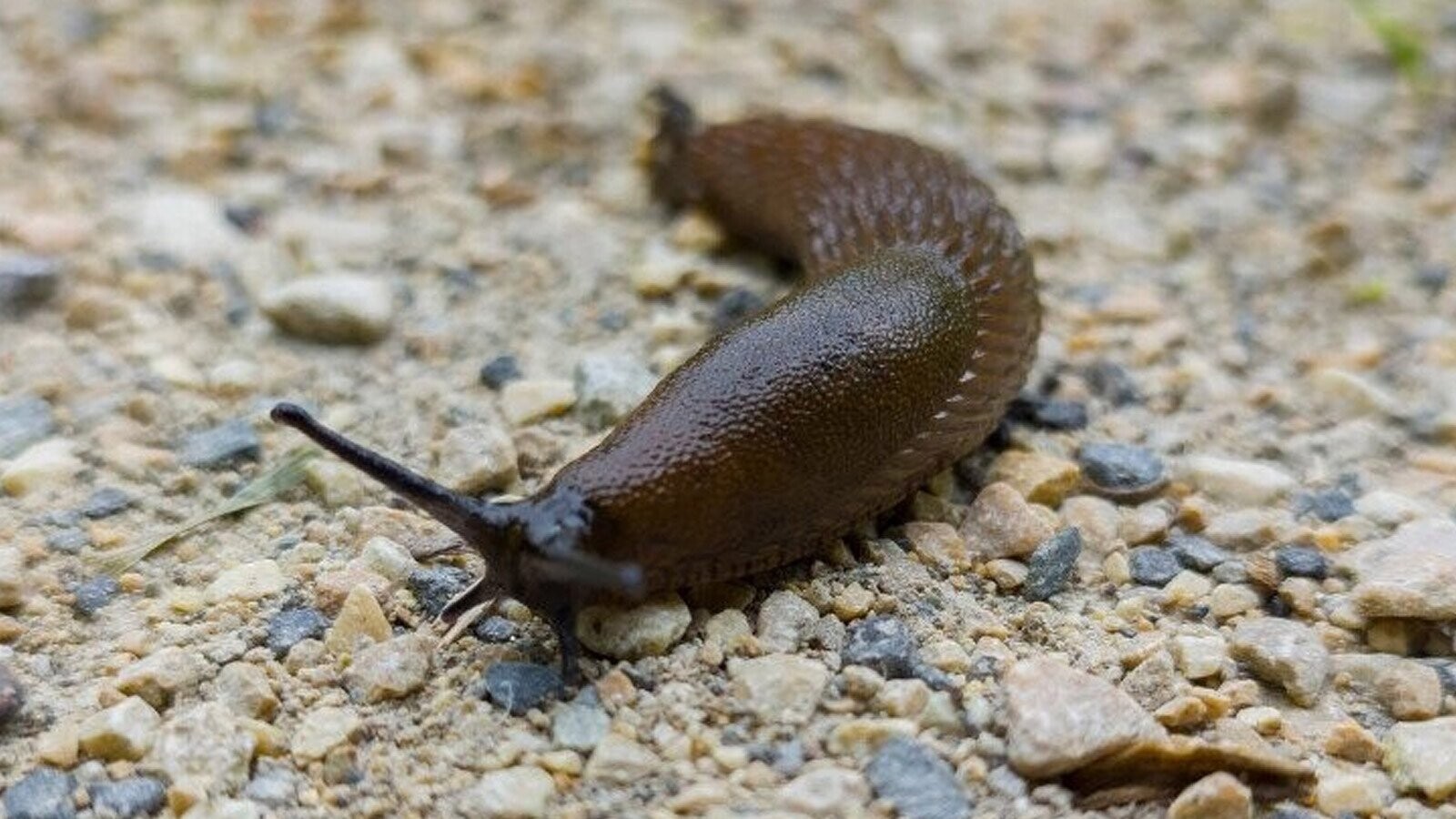 12 Slugs Share Their Deepest Hopes and Dreams