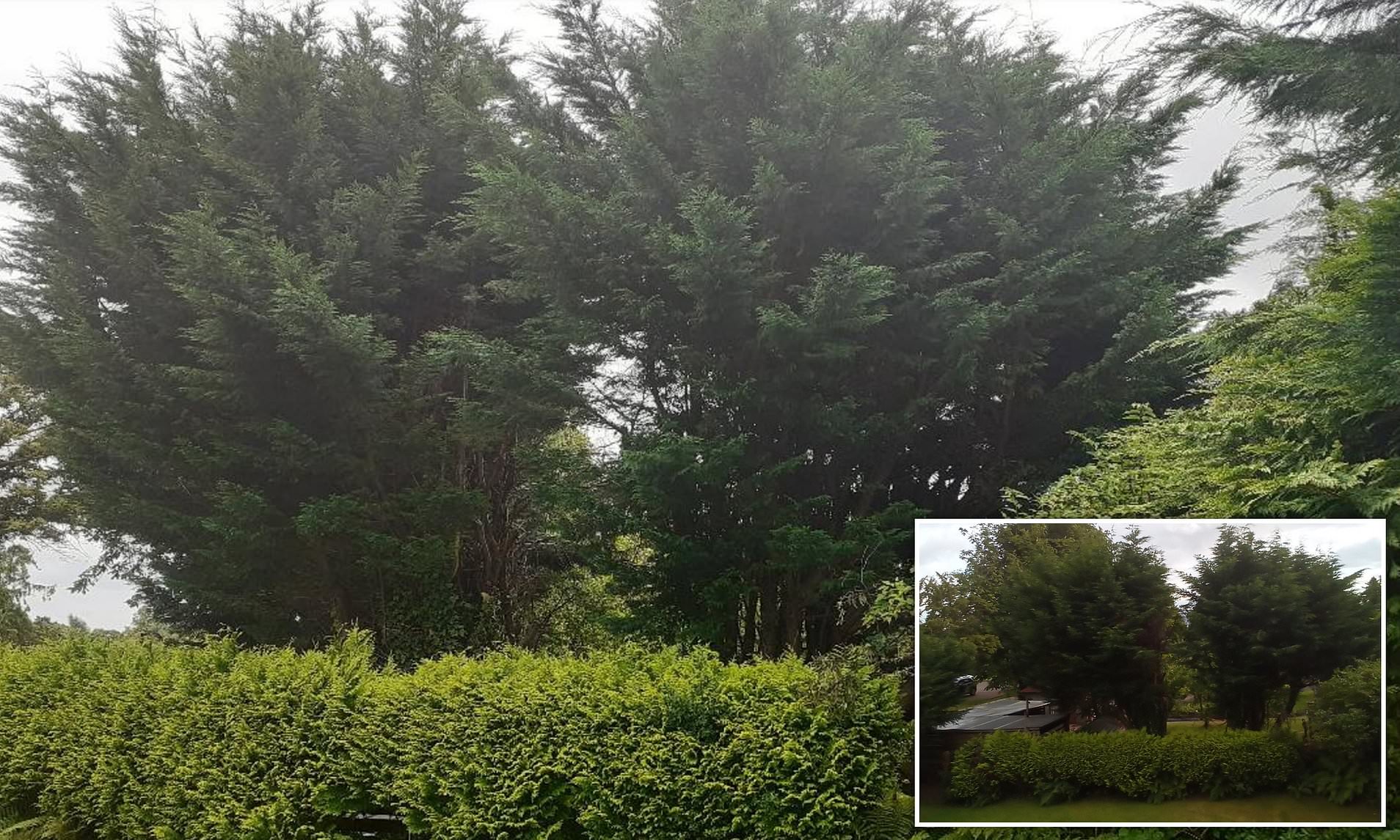 Neighbours battle over whether 40ft trees are considered hedges