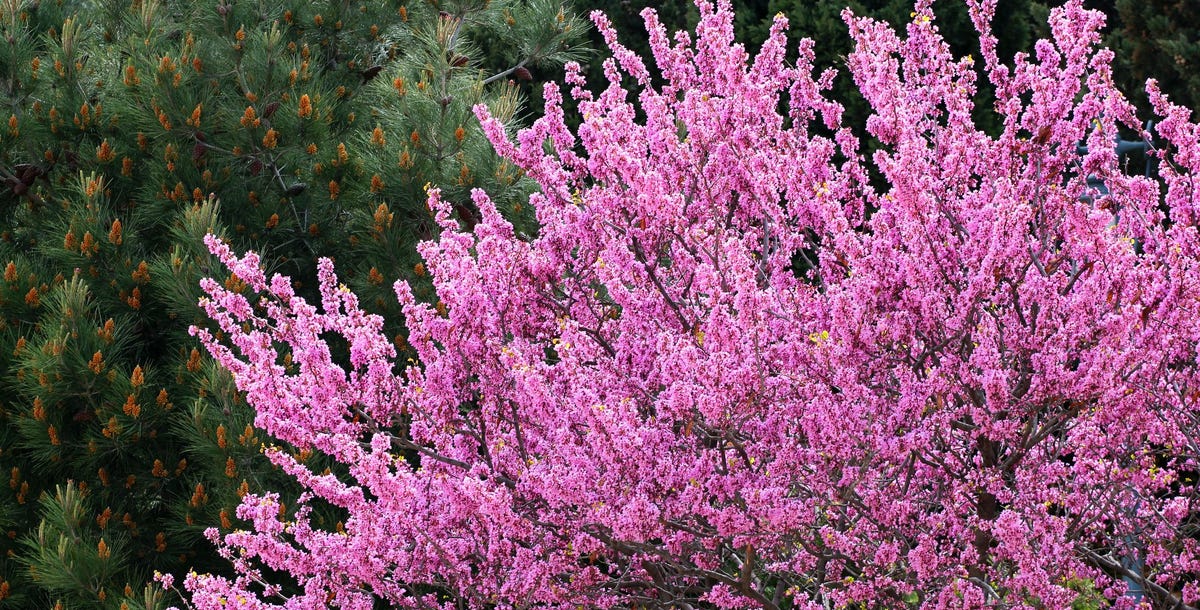 Ready for Warmer Weather? Here's When Spring Starts in 2025