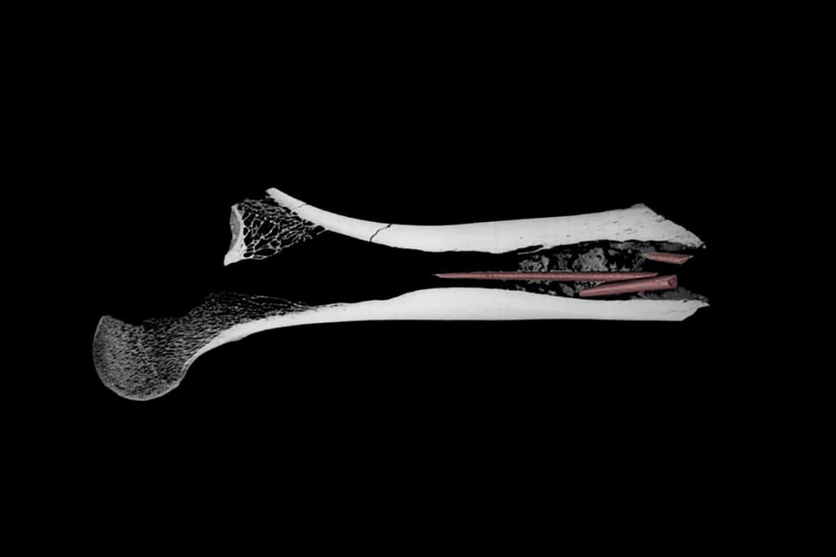 World’s Oldest Poison Arrow Uncovered: A 7,000-Year-Old Deadly Masterpiece!