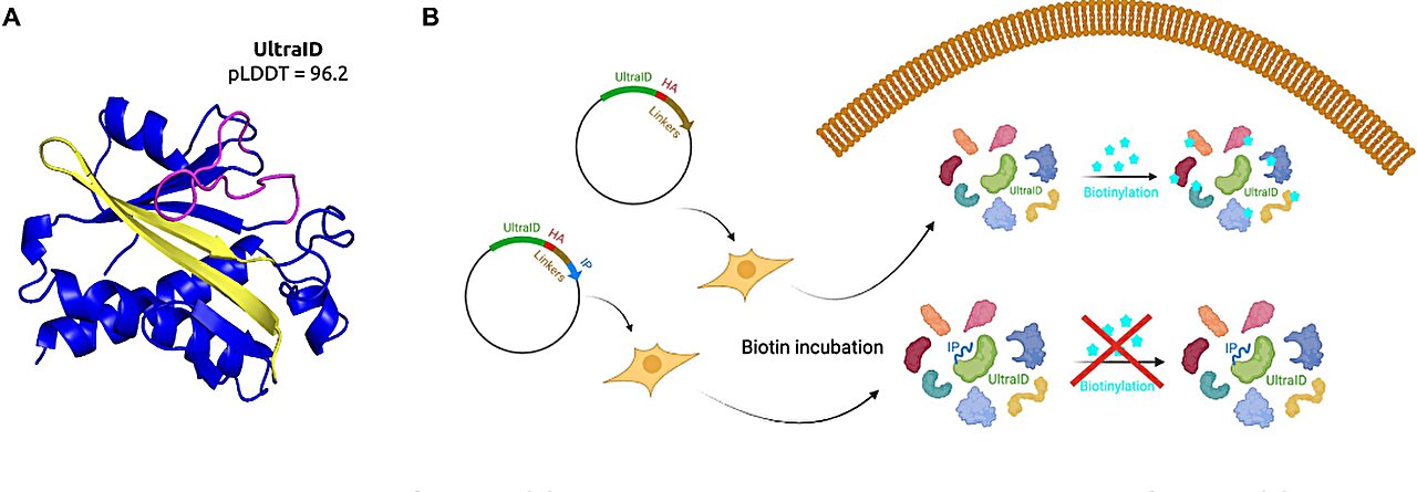 AI-based platform designs peptides to target 'undruggable' proteins