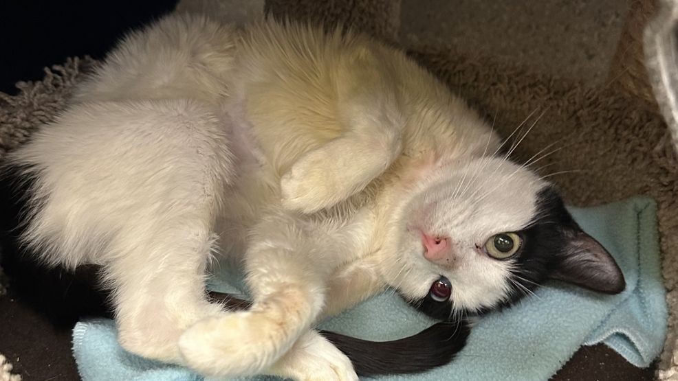 31 cats rescued from hoarding situation in Springfield