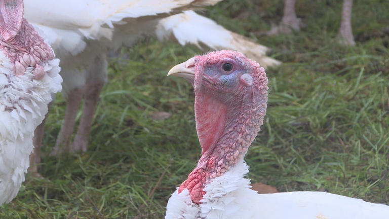 Flock of turkeys tests positive for bird flu in eastern North Carolina