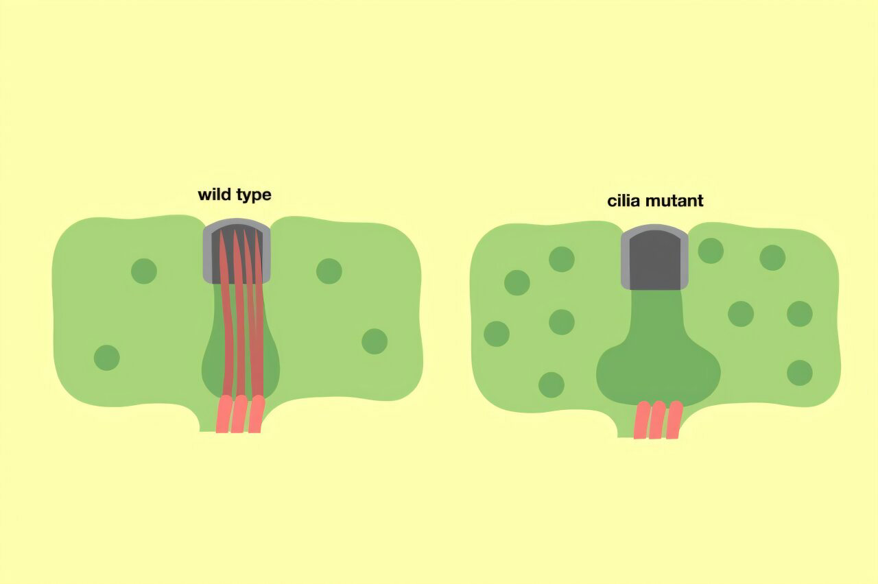 Glial cells' newly discovered mechanism shields neurons from damage Glial cells' newly discovered mechanism shields neurons from damage