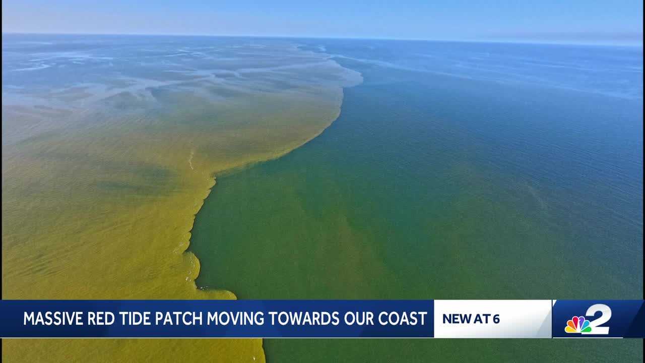 Red tide bloom impacts coast of Southwest Florida
