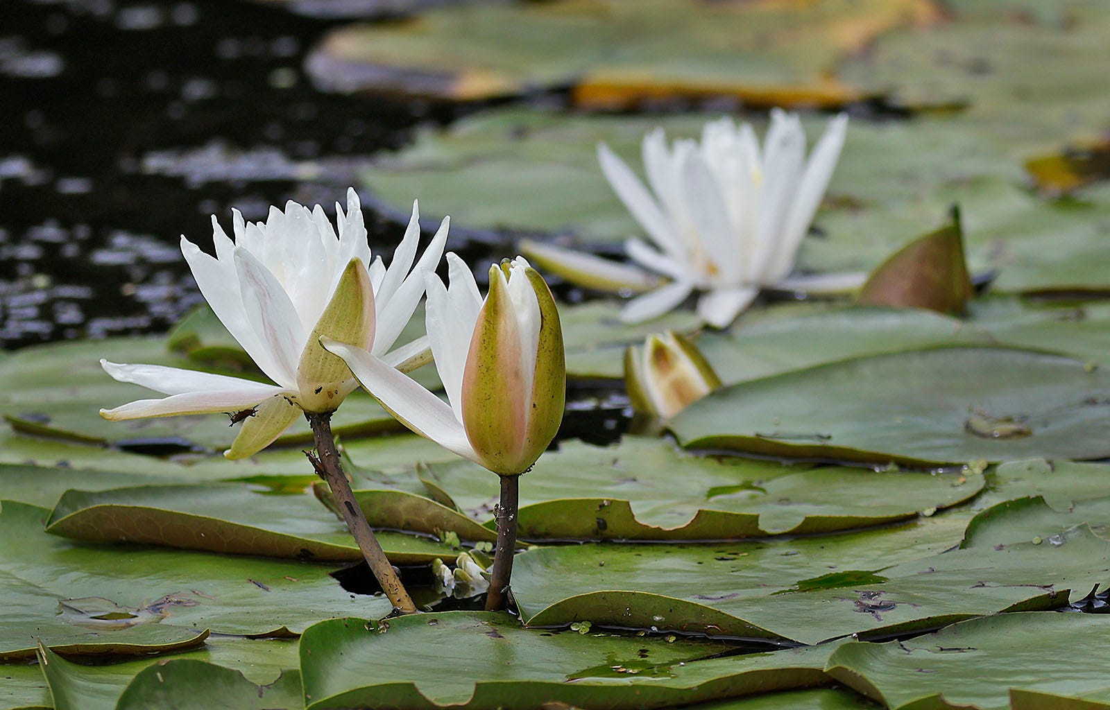 Tired of the cold? Here's what the Old Farmer's Almanac predicts for ...