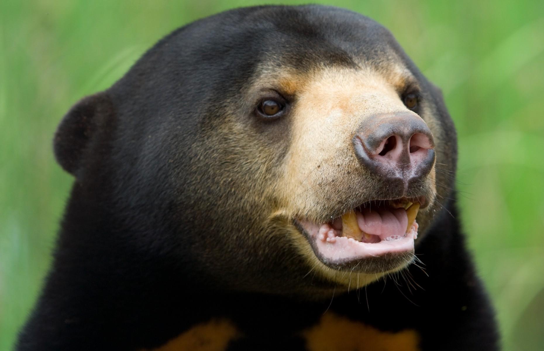 Tierra de osos: 19 fotos de estas adorables criaturas en su hábitat natural