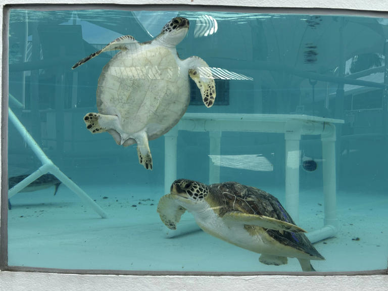 Cold-stunned green sea turtles are recovering at a Florida marine life ...