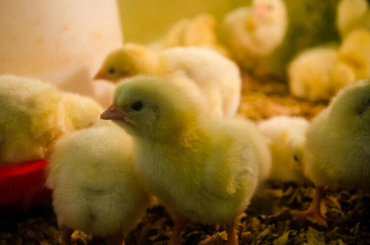 Hatching Chicken Eggs at Home: A Budget-Friendly Guide