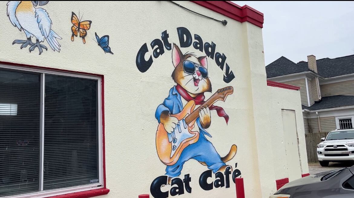 A Purrfect Addition: New cat café opens on North Main Street in Columbia