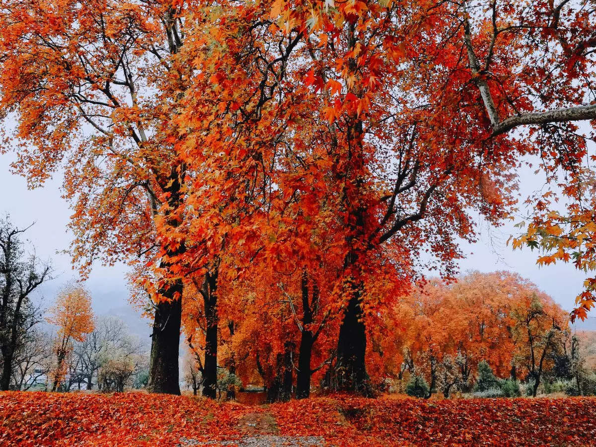 Kashmir’s Chinar trees get a ‘Digital Tree Aadhaar’ for conservation