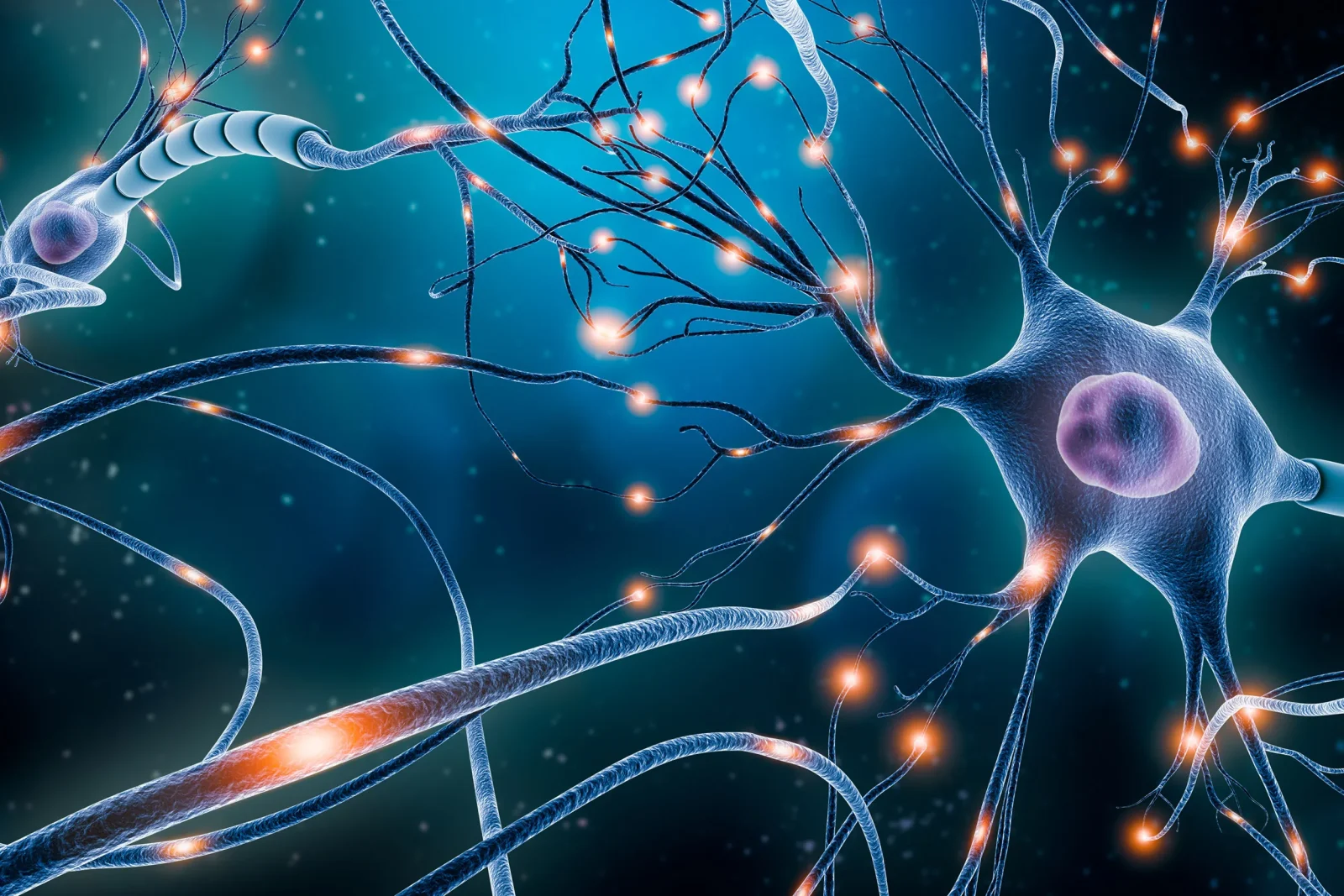 New brain map reveals neuron connections behind motor function