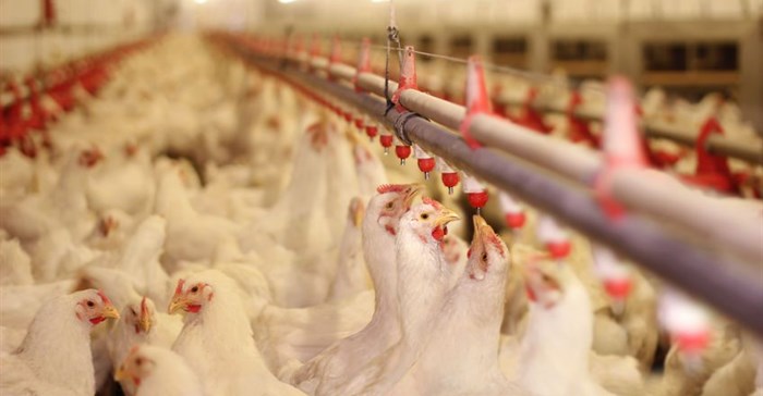 Avian influenza, rising costs weigh on SA poultry industry, Sapa says