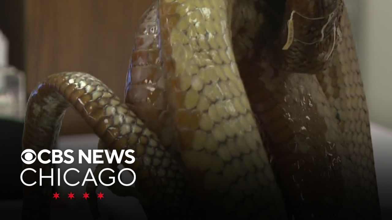 Field Museum snake collection used for fascinating discovery