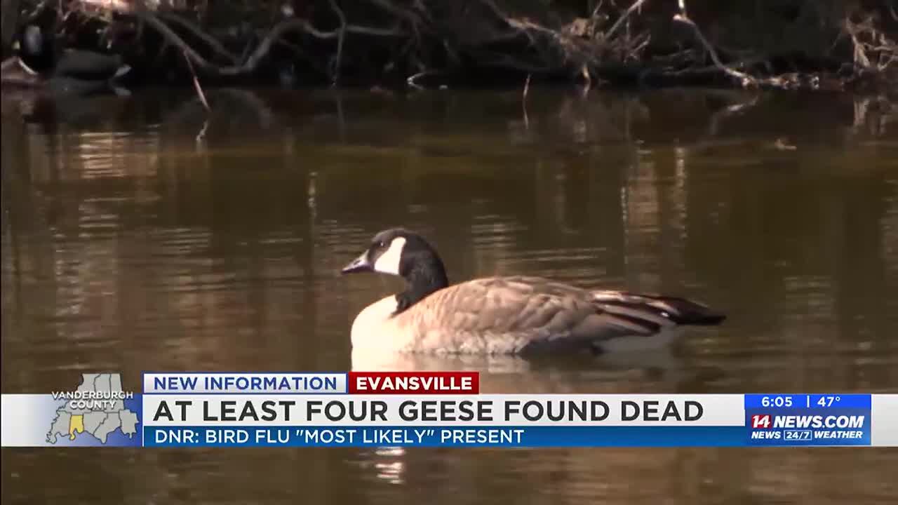 DNR: ‘Very likely’ avian flu has reached Vanderburgh Co. after dead ...