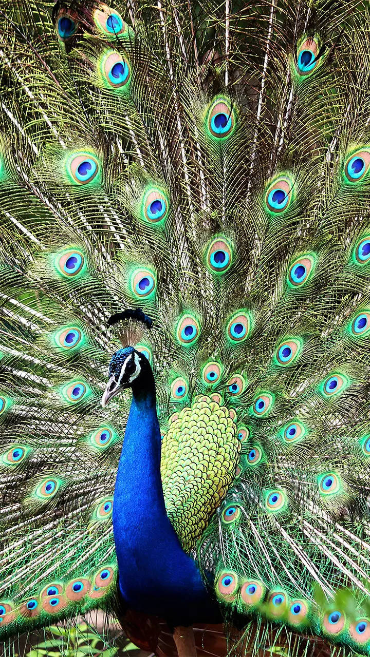 10 animals that display fascinating mating rituals