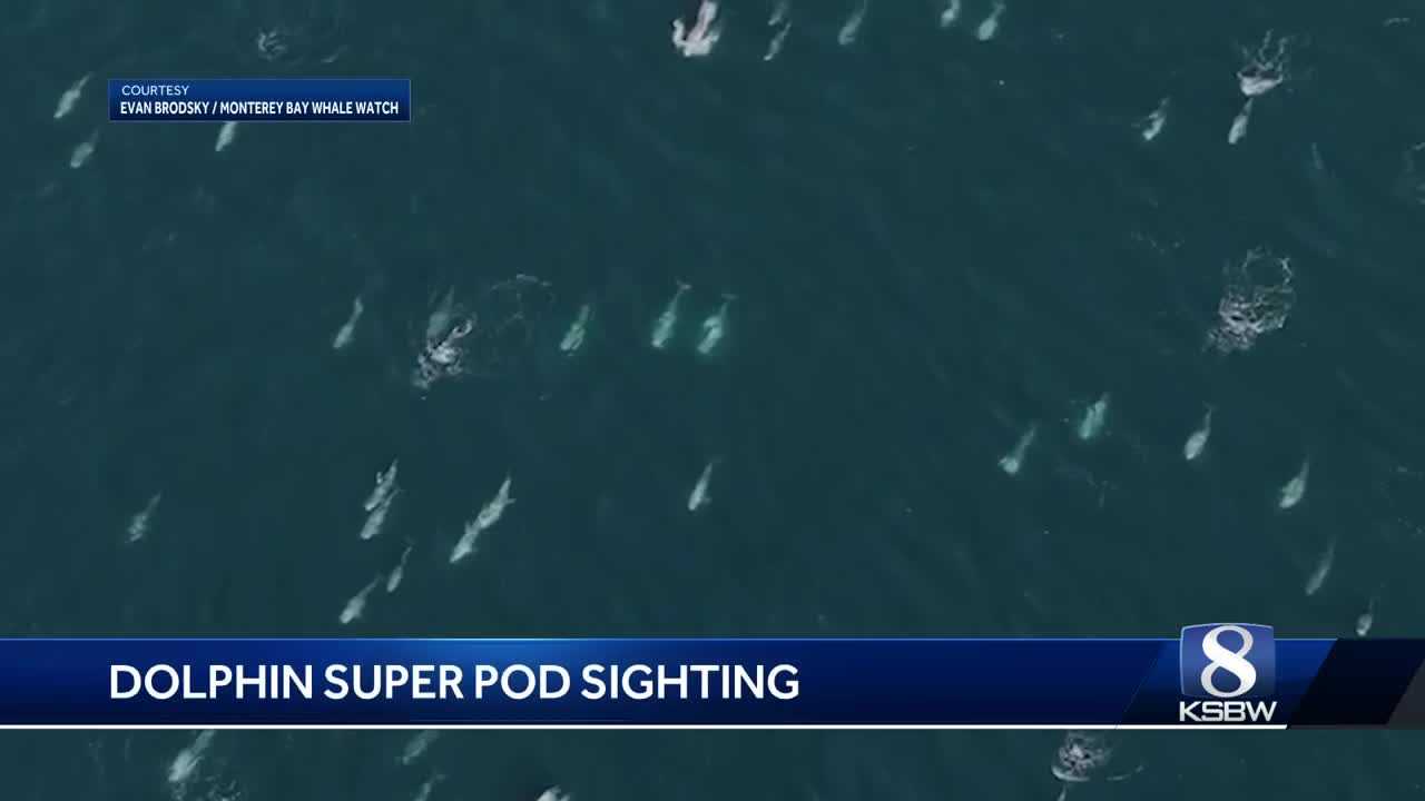 Thousands of Risso dolphins form mesmerizing super pod in Monterey Bay