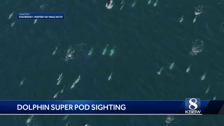 Thousands of Risso dolphins form mesmerizing super pod in Monterey Bay