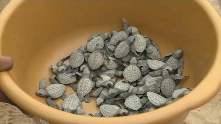 Tourists in São Tomé gather to watch release of 400 baby turtles into ...
