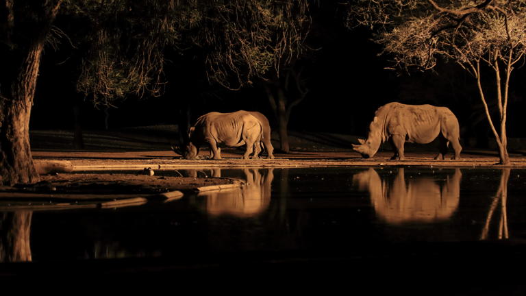 Noctourism drives the night safari travel trend in 2025