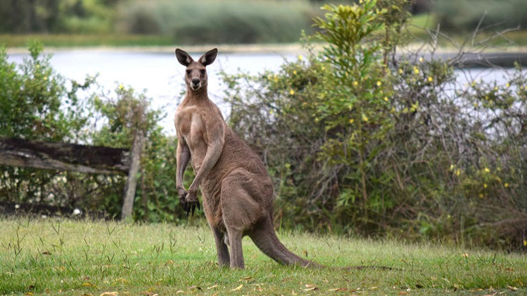 Public warning after kangaroo attacks man outside central Queensland home