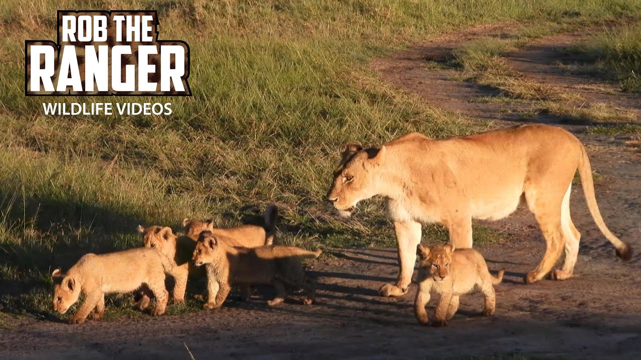 Witness these adorable lion cubs explore the Maasai Mara plains