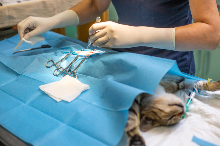 Cat Spay and Neuter: Cost, Procedure and What to Expect