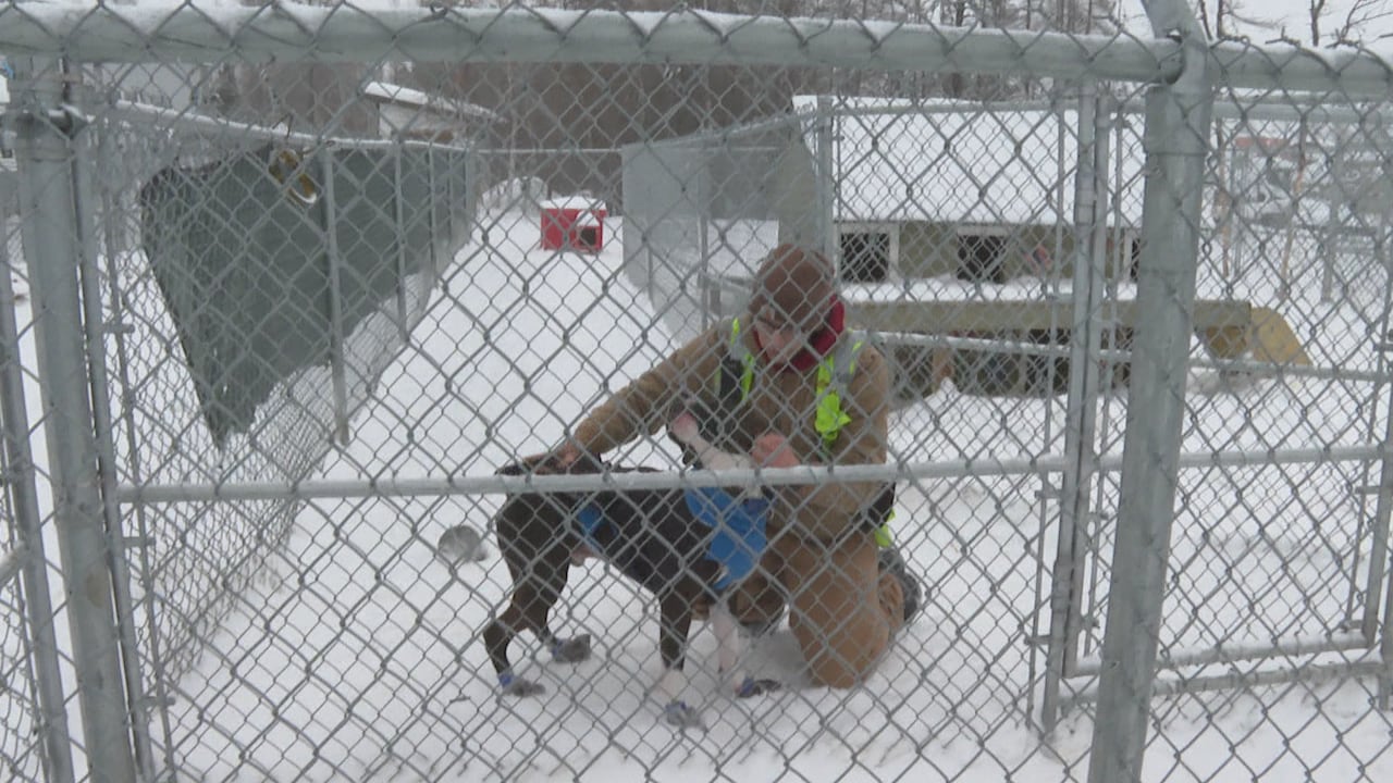 Off-leash dog bites Yellowknife resident, attacks other dogs