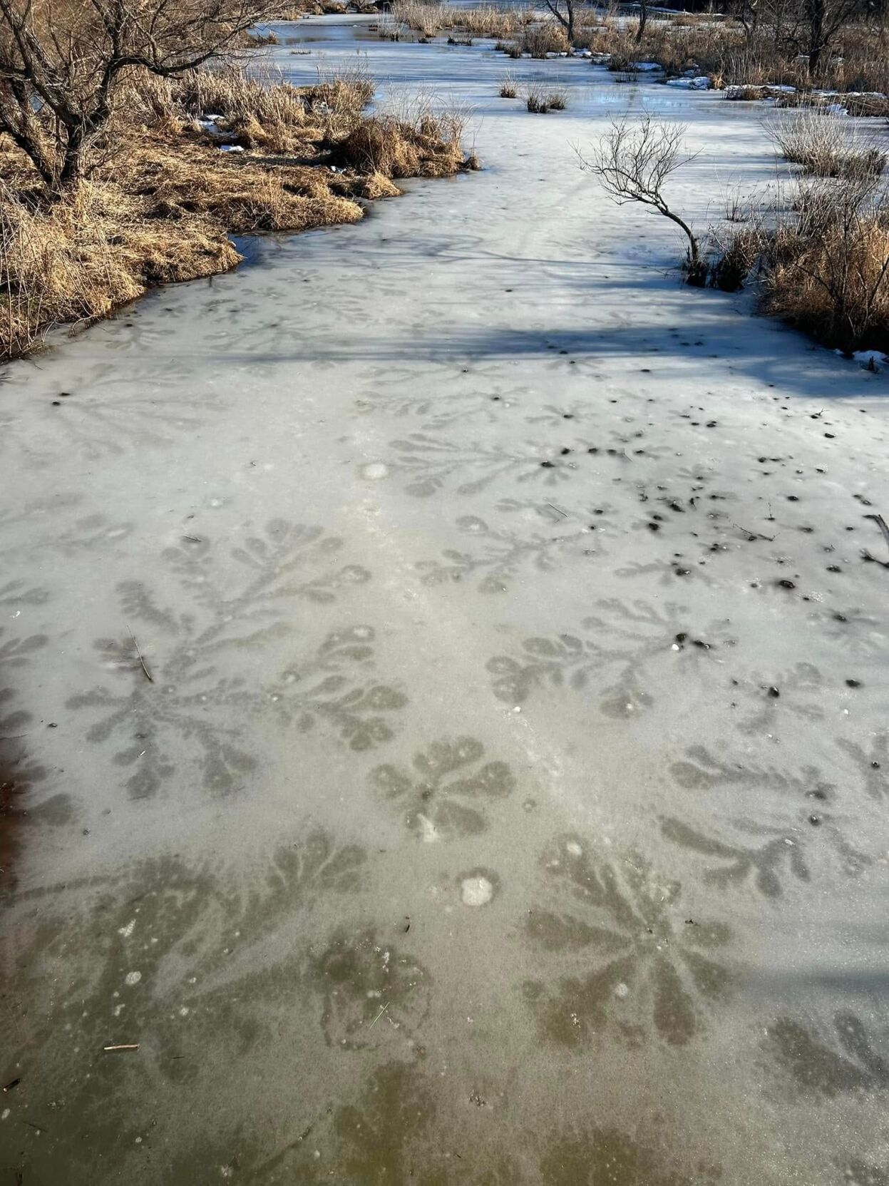 Rare cold-weather phenomena appears on Neabsco Creek in Woodbridge