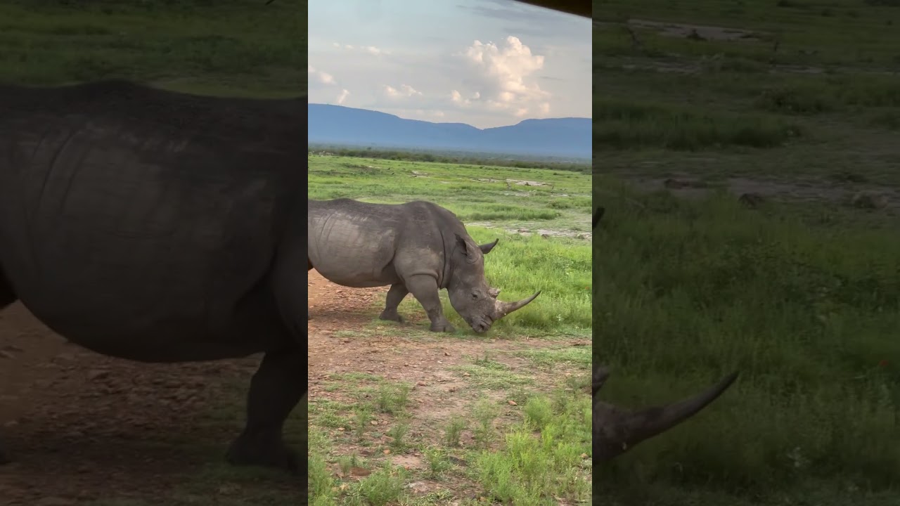Must-See Rhino Bull Moves Lions Out of Its Path