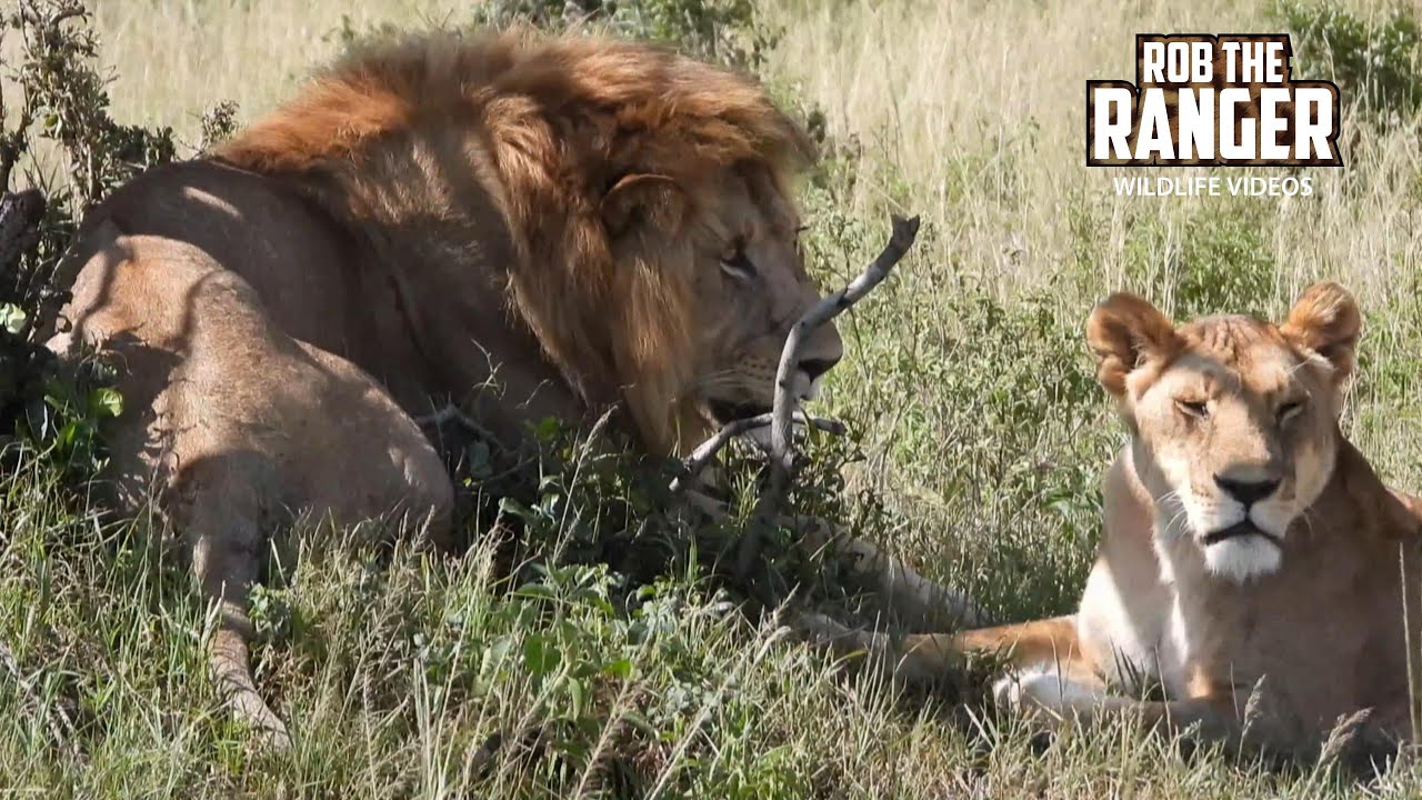 Surprising Paired-Up Lions Hunt Together In The Wild