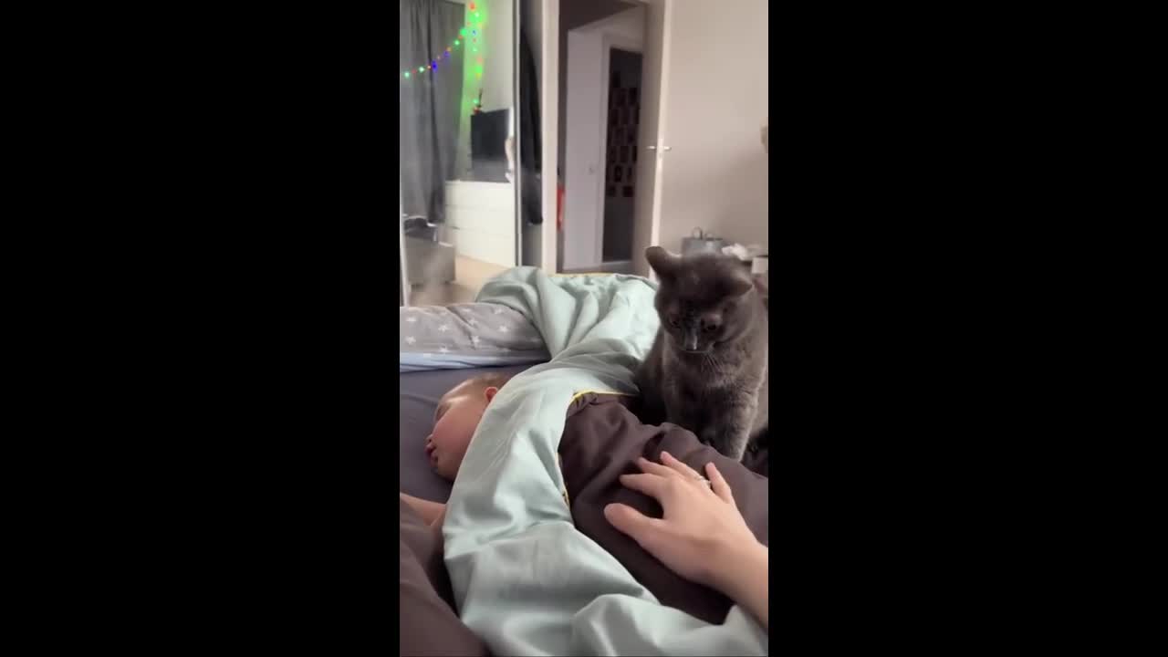 Overprotective cat defends baby in Moscow, Russia