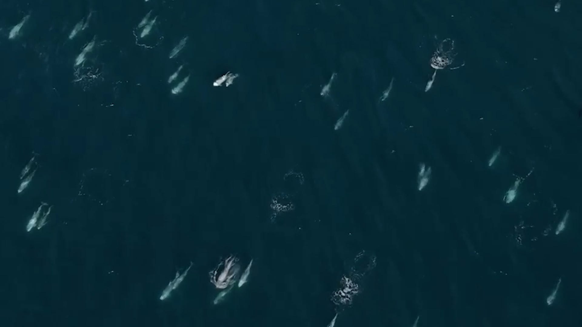 Rare 'super pod' of dolphins spotted off California coast: Watch ...